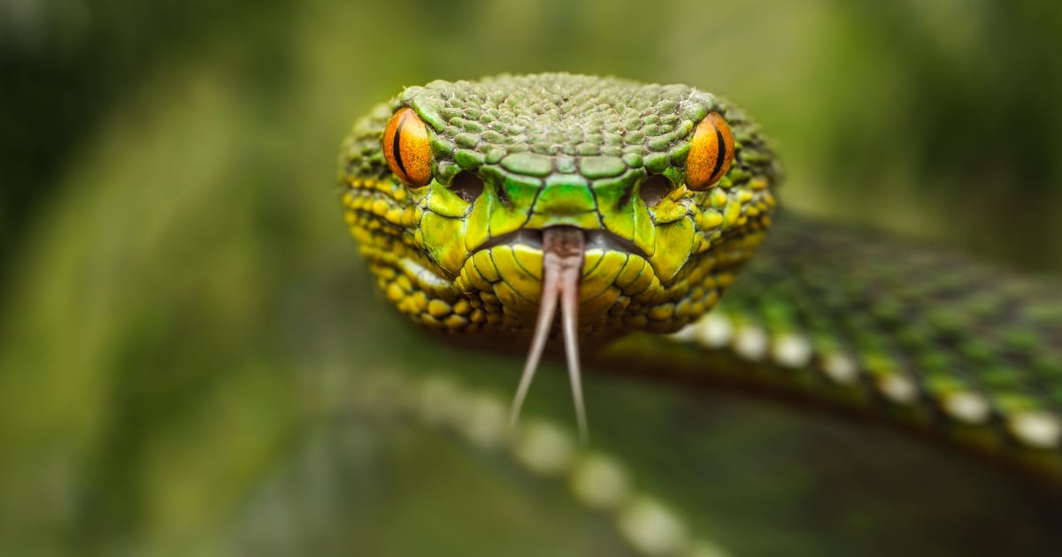 'Vane Viper' Threat Group Tied to PropellerAds