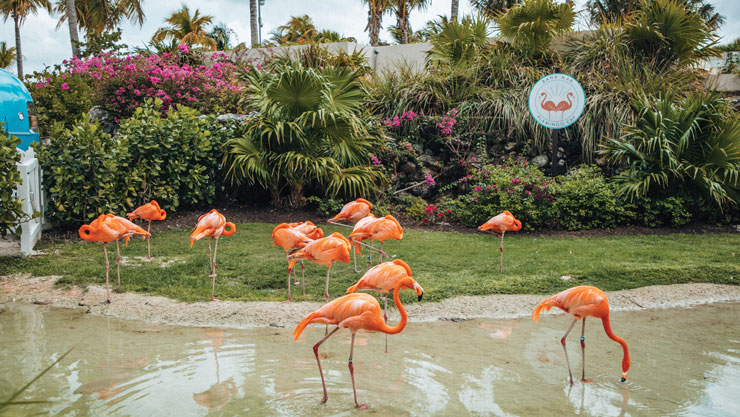 5 Ways to Add Animals to the Agenda