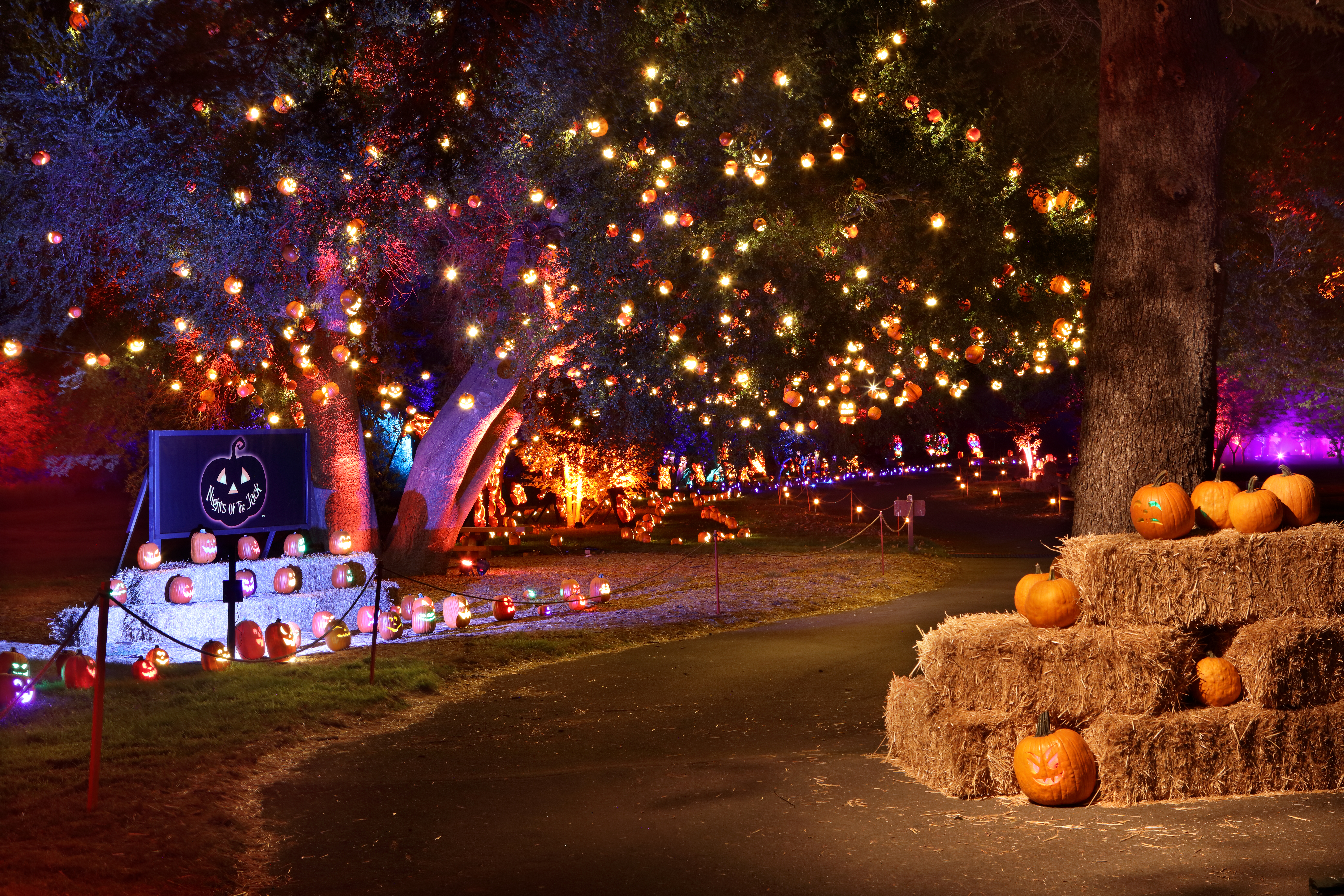 Immersive Decor Ideas for Fall Events