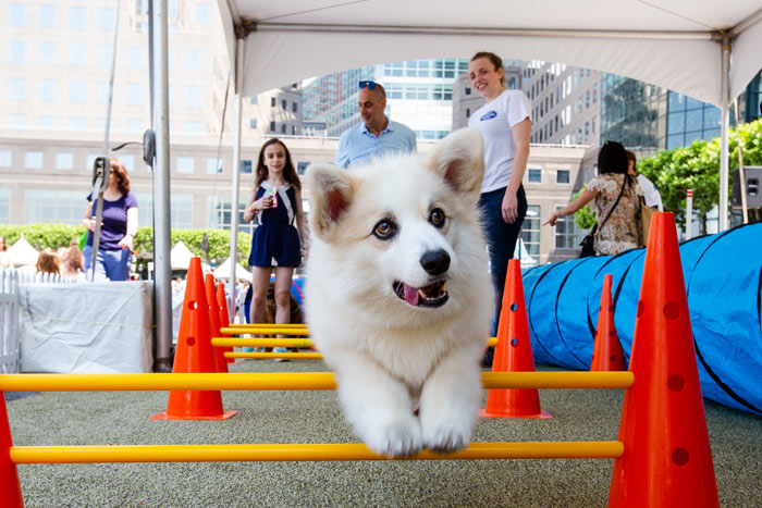 19 Fetching Ideas from These Dog-Friendly Events
