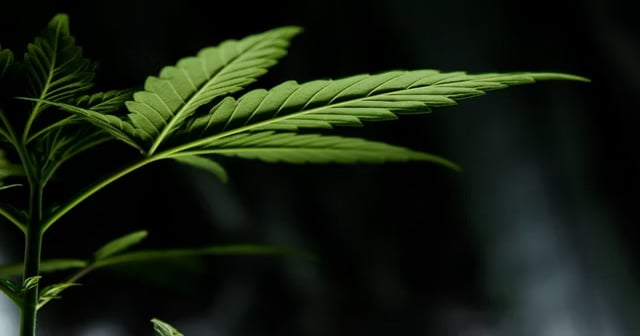 CCRP aims to capture demand for cannabis-derived drug trials