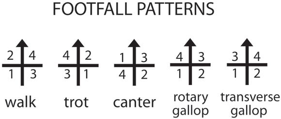 Animating Four-Legged Beasts