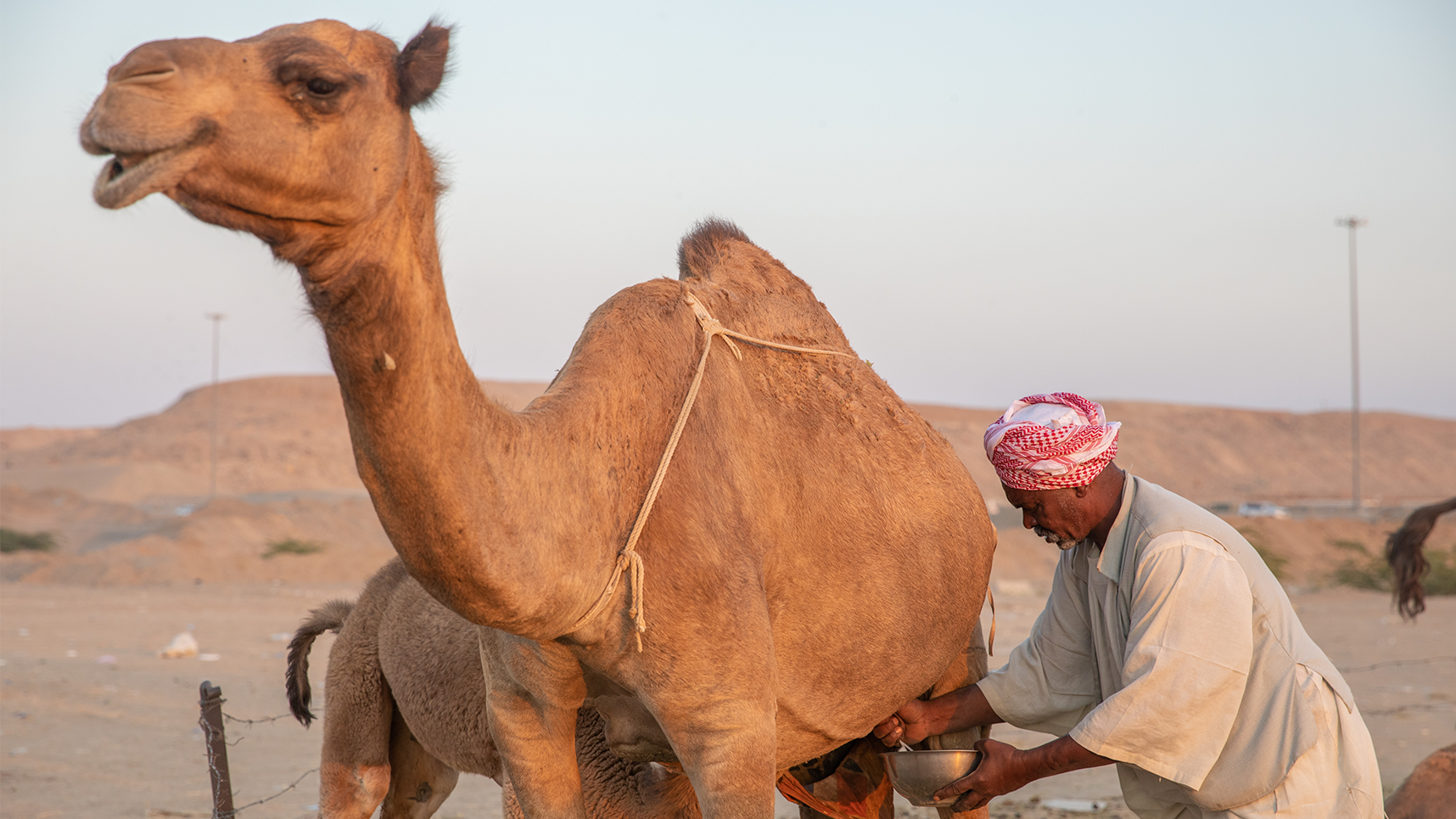 Camel milk emerges as next big dairy alternative