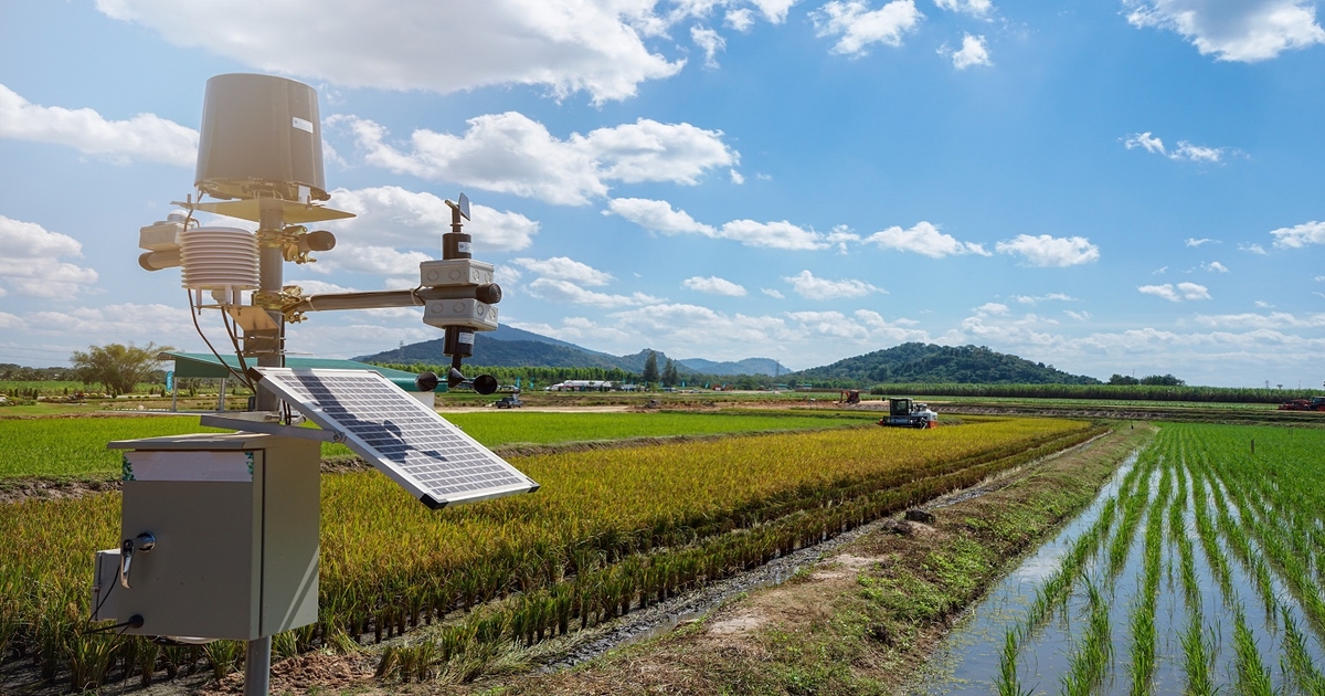 Ai Farming Technology Predicts Decrease In Rice Millet Opportunities