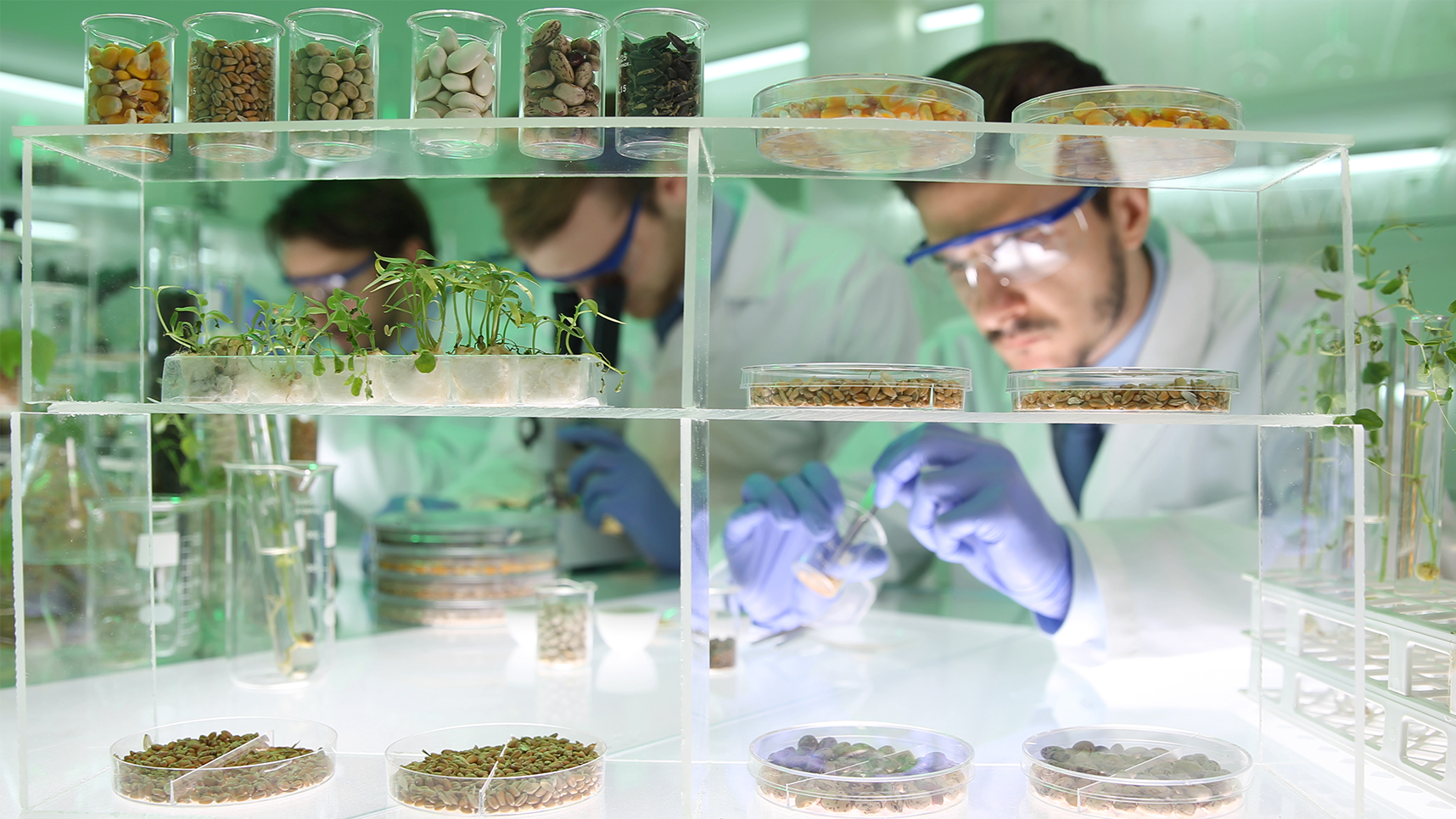 FDA issues new guidance on genetically engineered foods