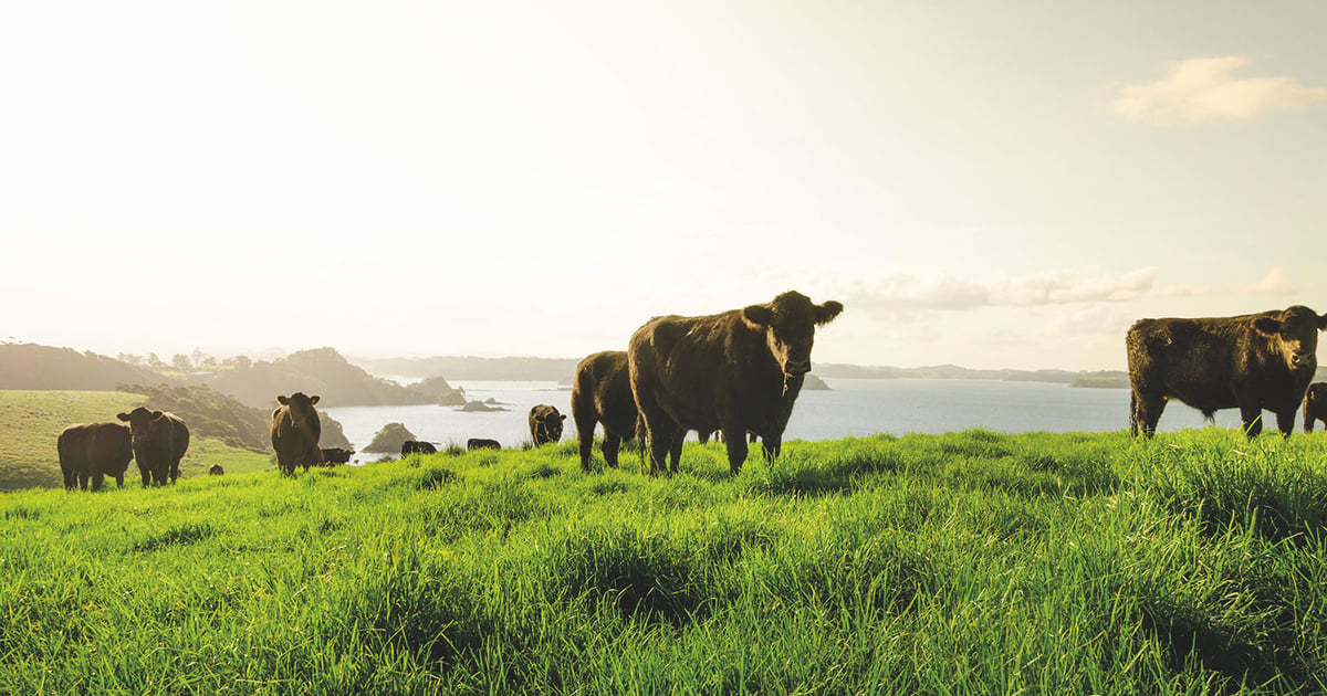 Ethical meat brand viral campaign shows humane farming