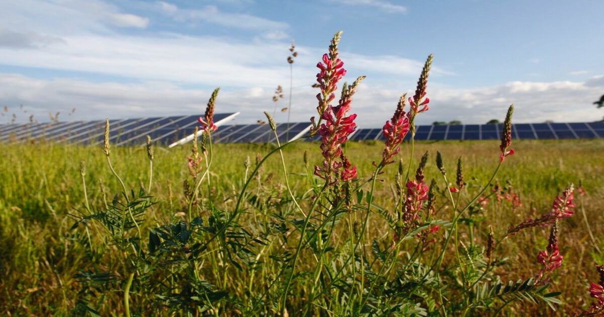 Eden Renewables hails approval of first subsidy-free shared ownership ...