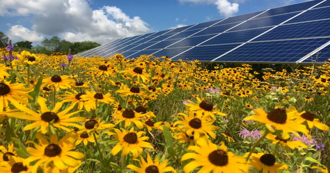 Solar farms can be 'havens for biodiversity', new study finds