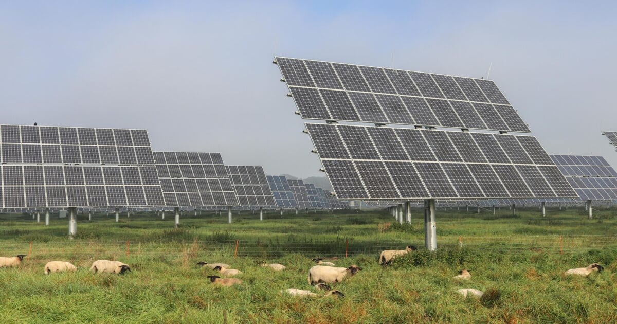Solar farms will boost food security, says Solar Energy Scotland