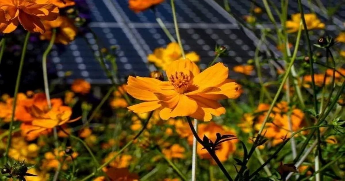 How solar farms power biodiversity net gains
