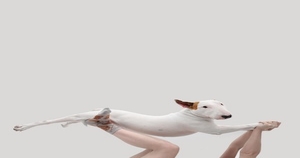 Jimmy the Bull Gets European Agent | License Global