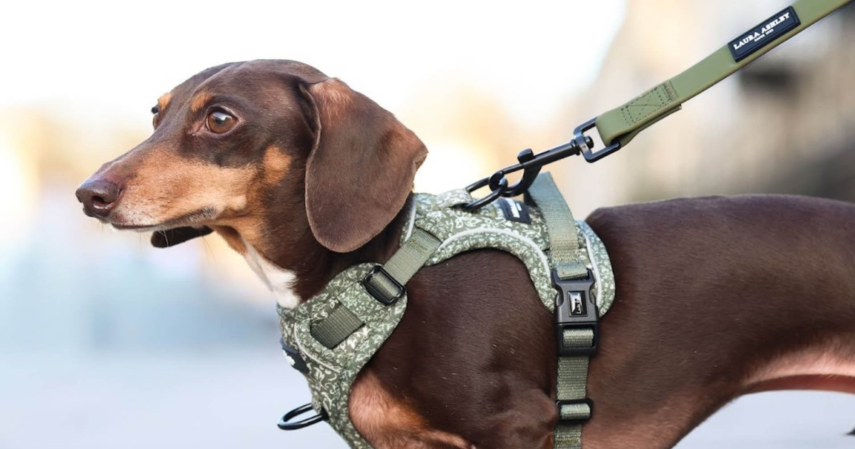 Laura Ashley Partners for Dog Accessories Line