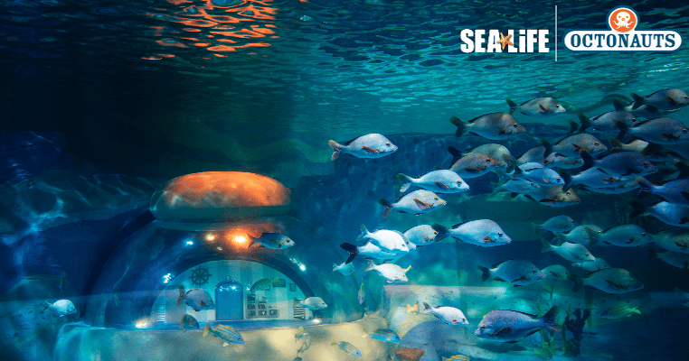 Octonauts Sea Animals 🐠 OCTONAUTS Creatures In Real Life CREATURE