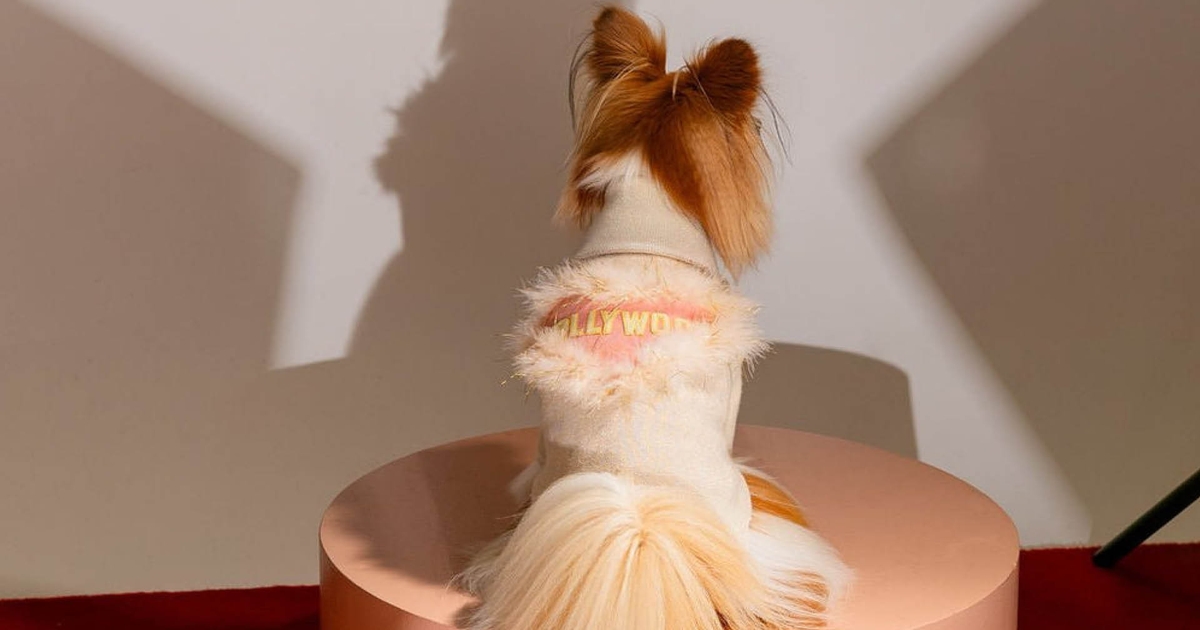 maxbone X Hollywood Collection Out Now