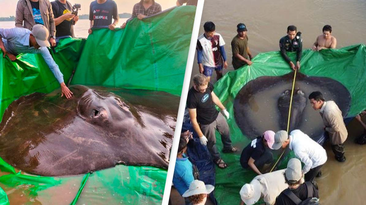 Largest Stingray Ever Recorded