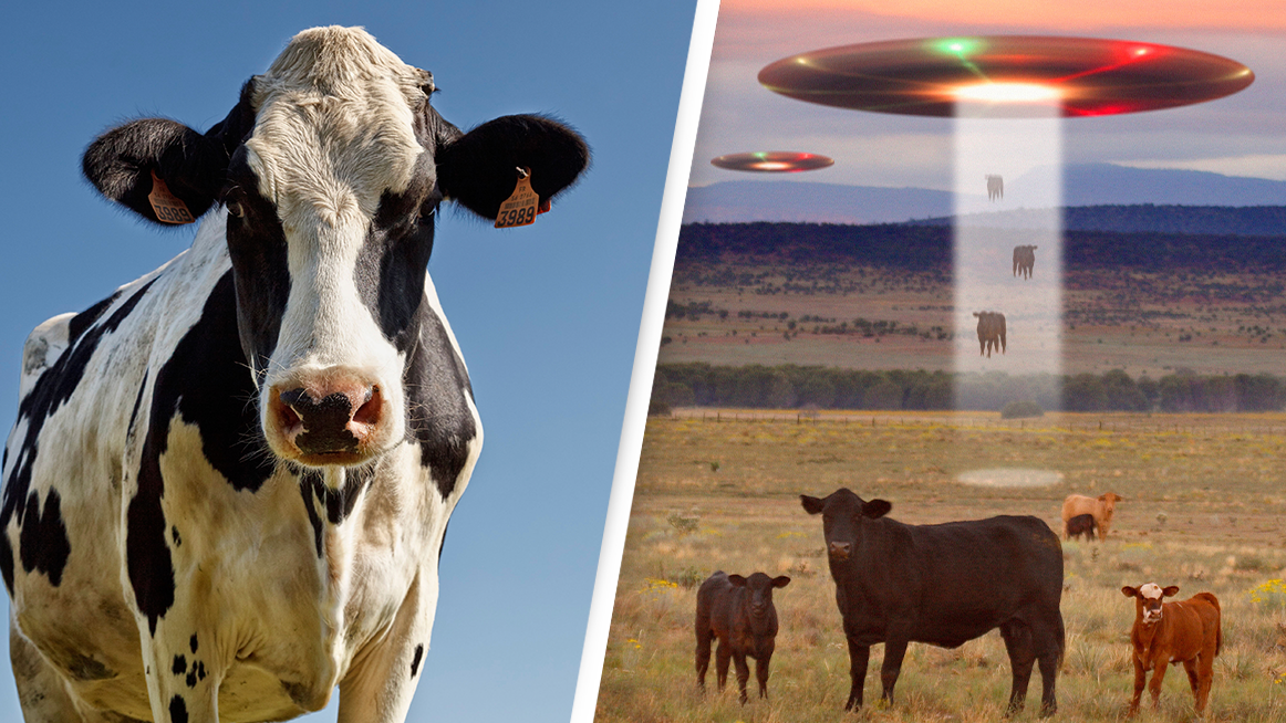Farming couple blame aliens after 20 cows were brutally mutilated with ...