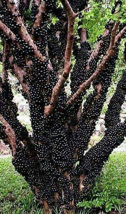 Incredible South American tree that grows fruit on its trunk