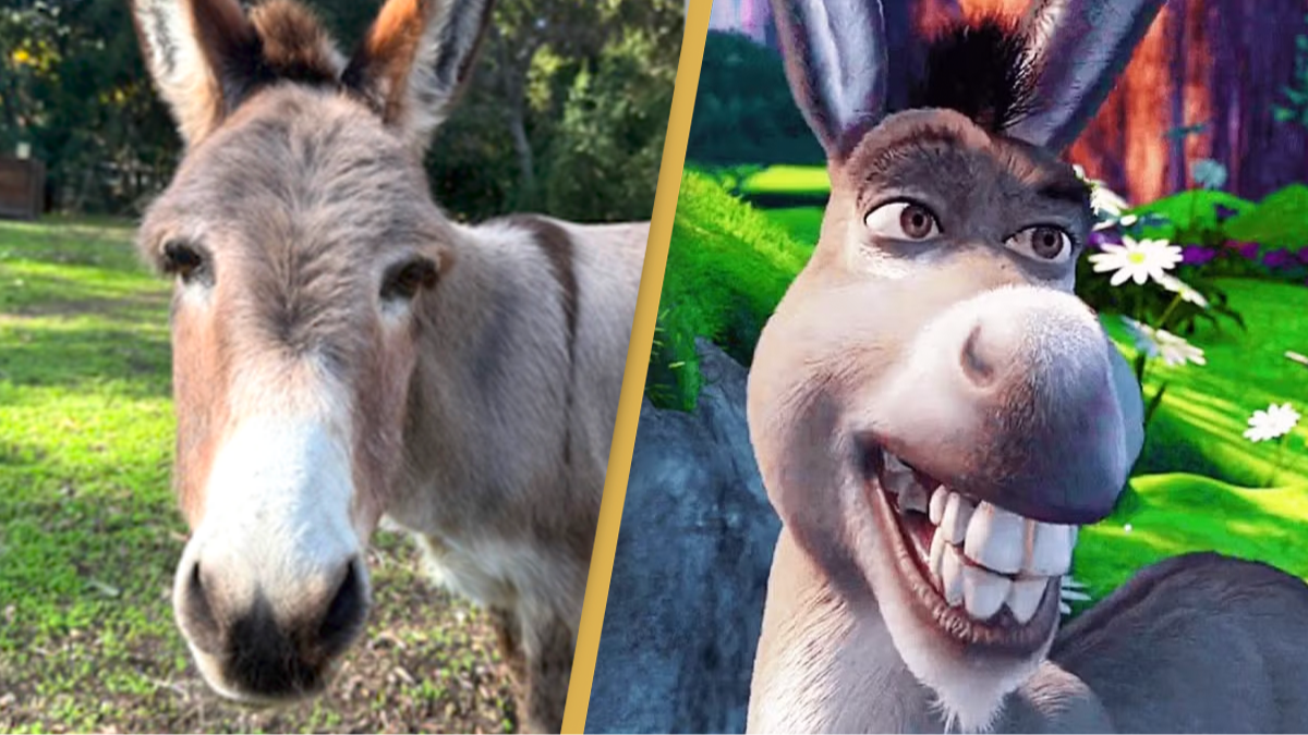 Eddie Murphy Donkey A Waffle From Me! – Little Green Blog