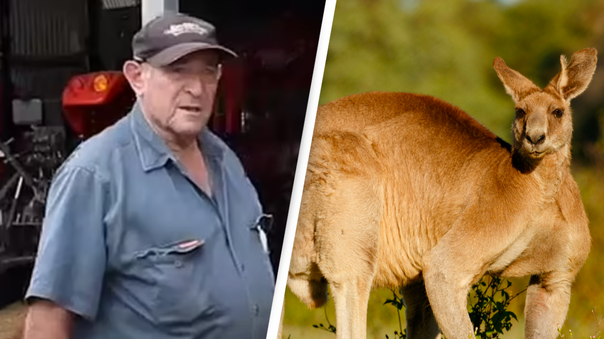 can kangaroo kill human