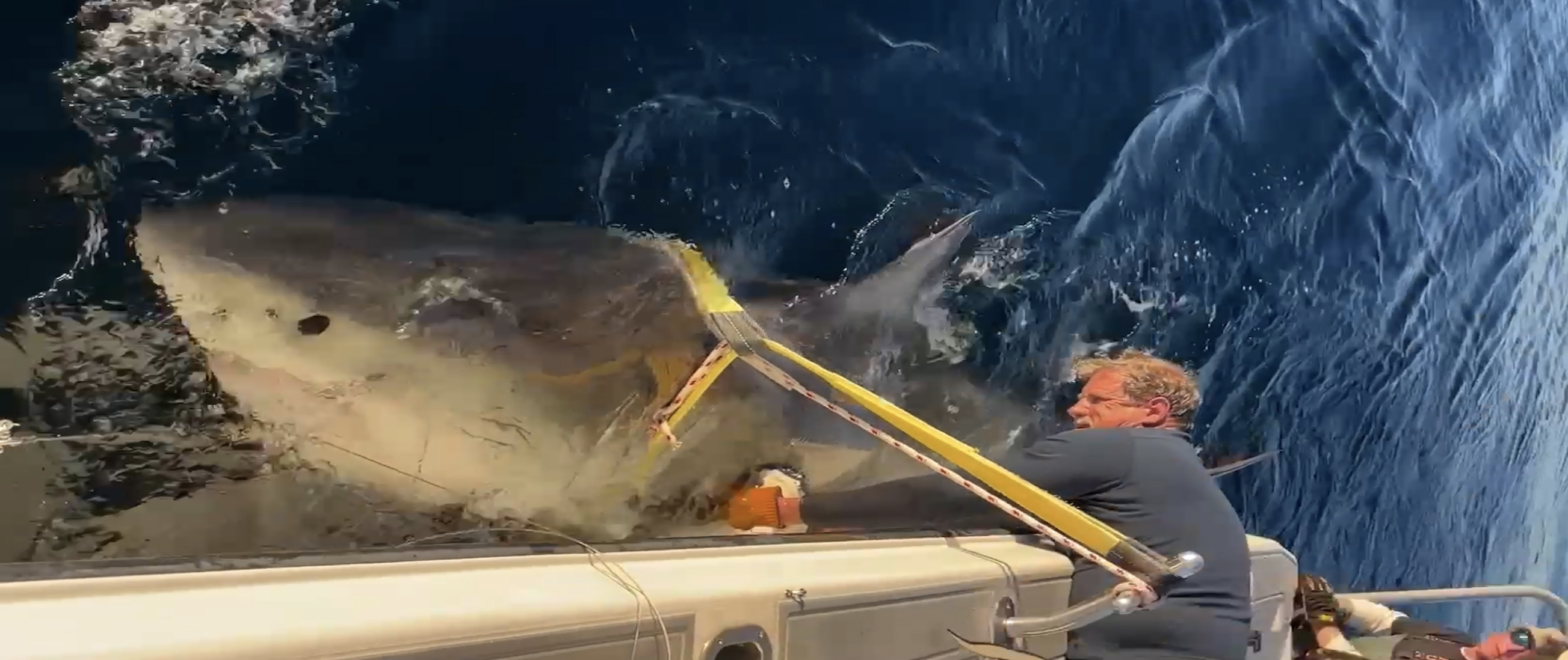 Shark Bites Off Tourists Hands