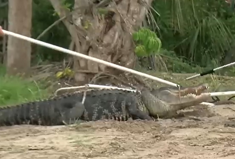Alligator Bites Off Arm