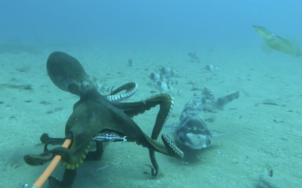 Can An Octopus Kill A Shark
