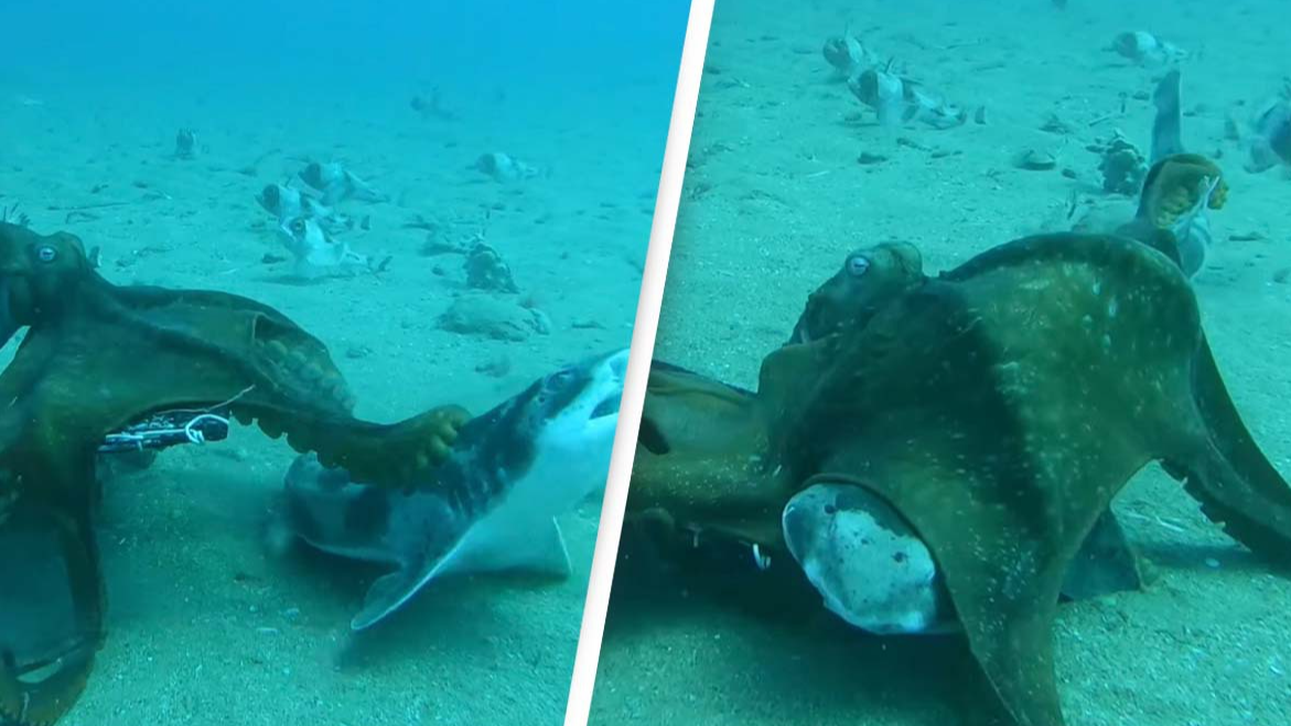 How Do Octopus Eat Sharks