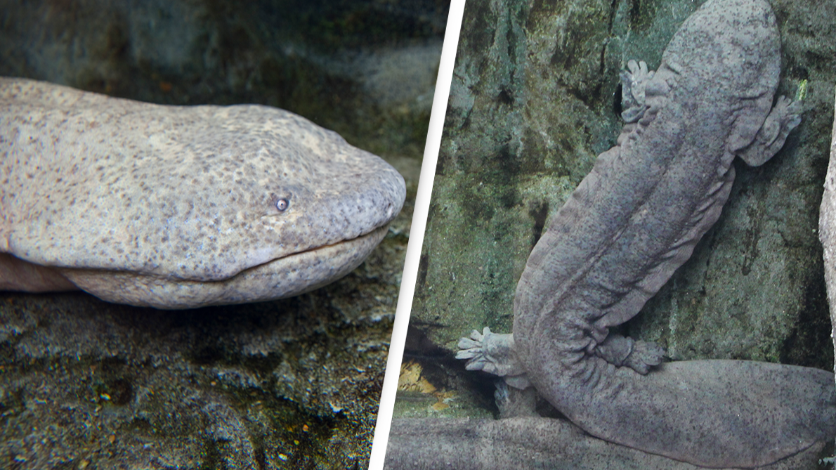 What Is The Strongest Amphibian