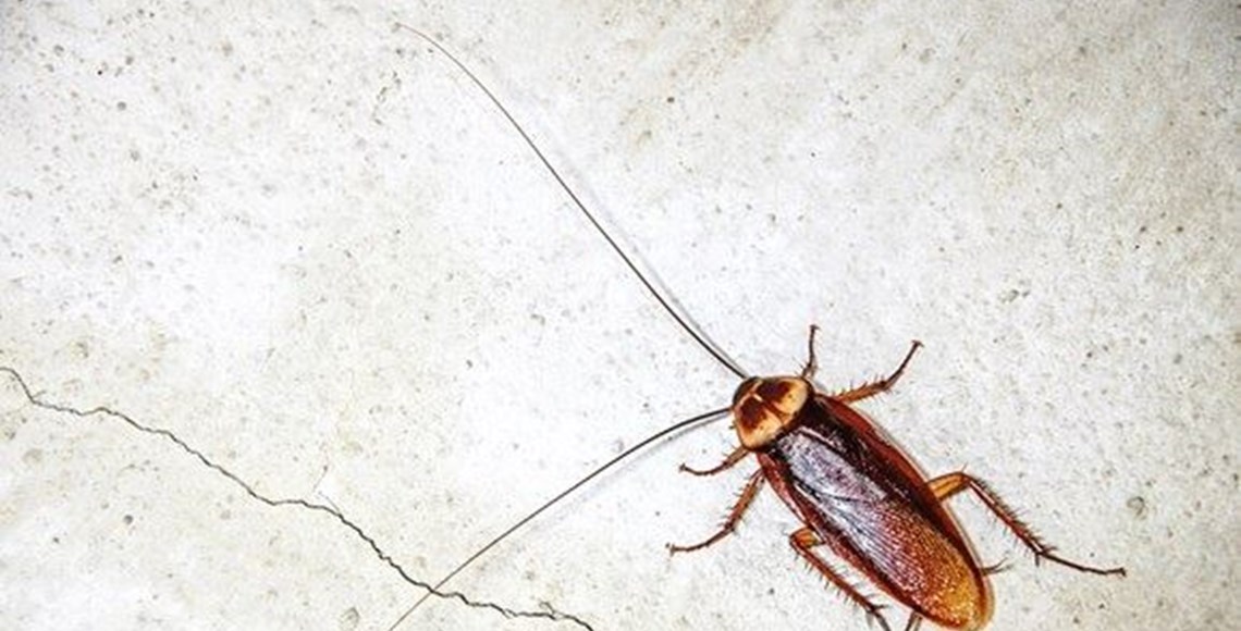 Steps for Long Term Cockroach Control | Mortein | Mortein