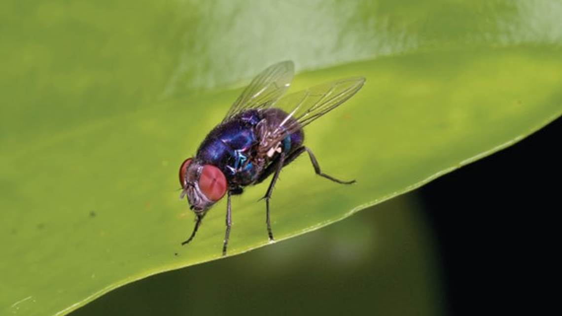 Muscidae Wing