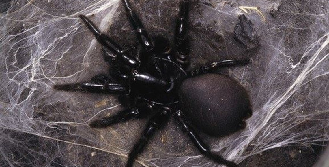 Top 10 Dangerous Insects You Need to Avoid | Mortein IN | Mortein