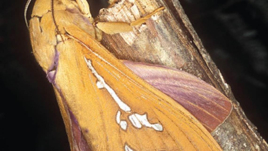 Insectipedia moths | Mortein NZ