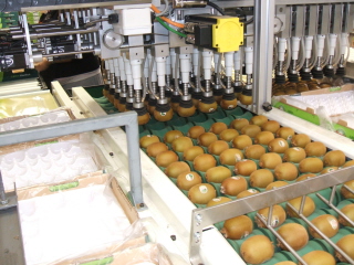 Pick and Place Technology for Fragile Fresh Fruit