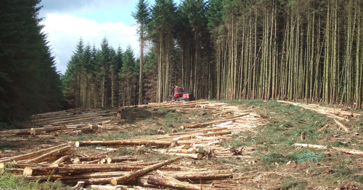 Increasing the value of forest certification starts with asking the ri