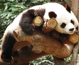 Custom transport containers carry giant pandas to Chengdu, China