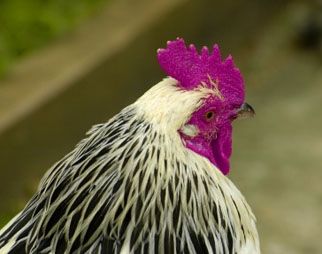 Colorful pail packs playful presentation of ‘Chicken Poo'