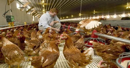 Certified Humane label gets new standards from HFAC