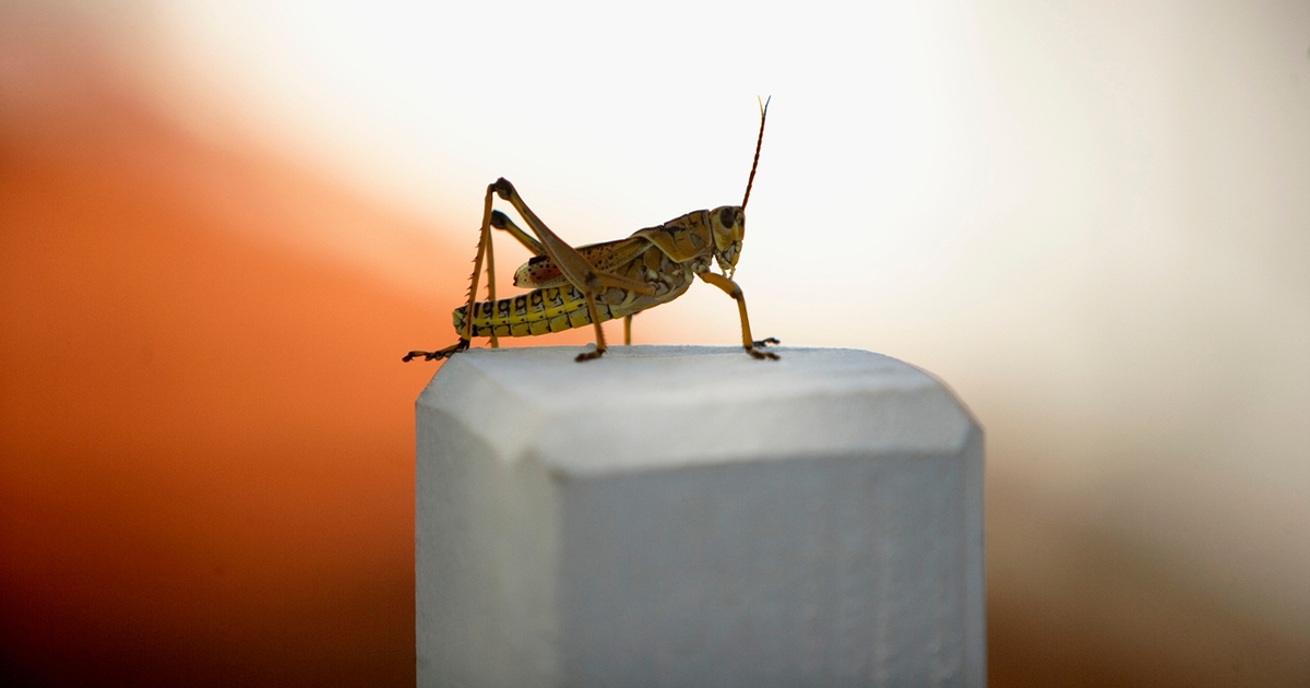 Are You Hearing “Crickets” from Your Prospect? Try This.