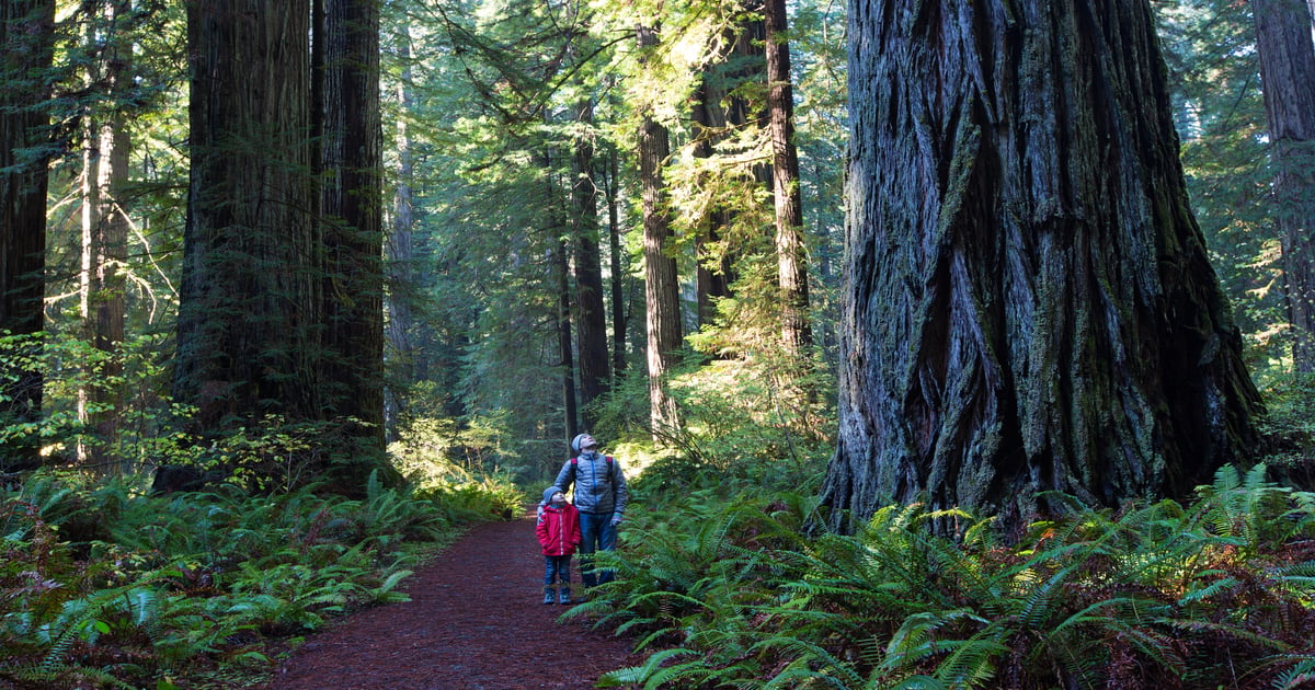 Wealthy Families Are Adding Forests to Their Portfolios 2019-06-17 (1)