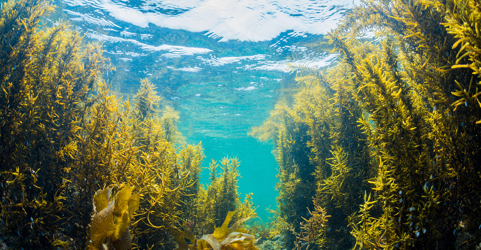 Seaweed-Based Battery Provides Sustainable Energy Storage