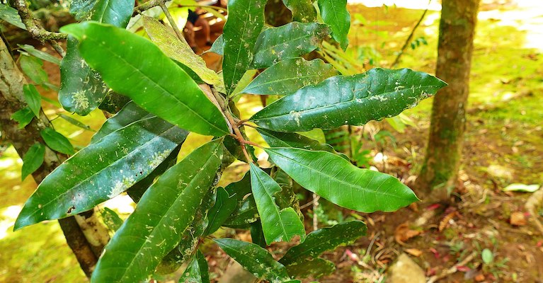 Agro-Mining Could Produce Battery Materials With Reduced CO2 Emissions