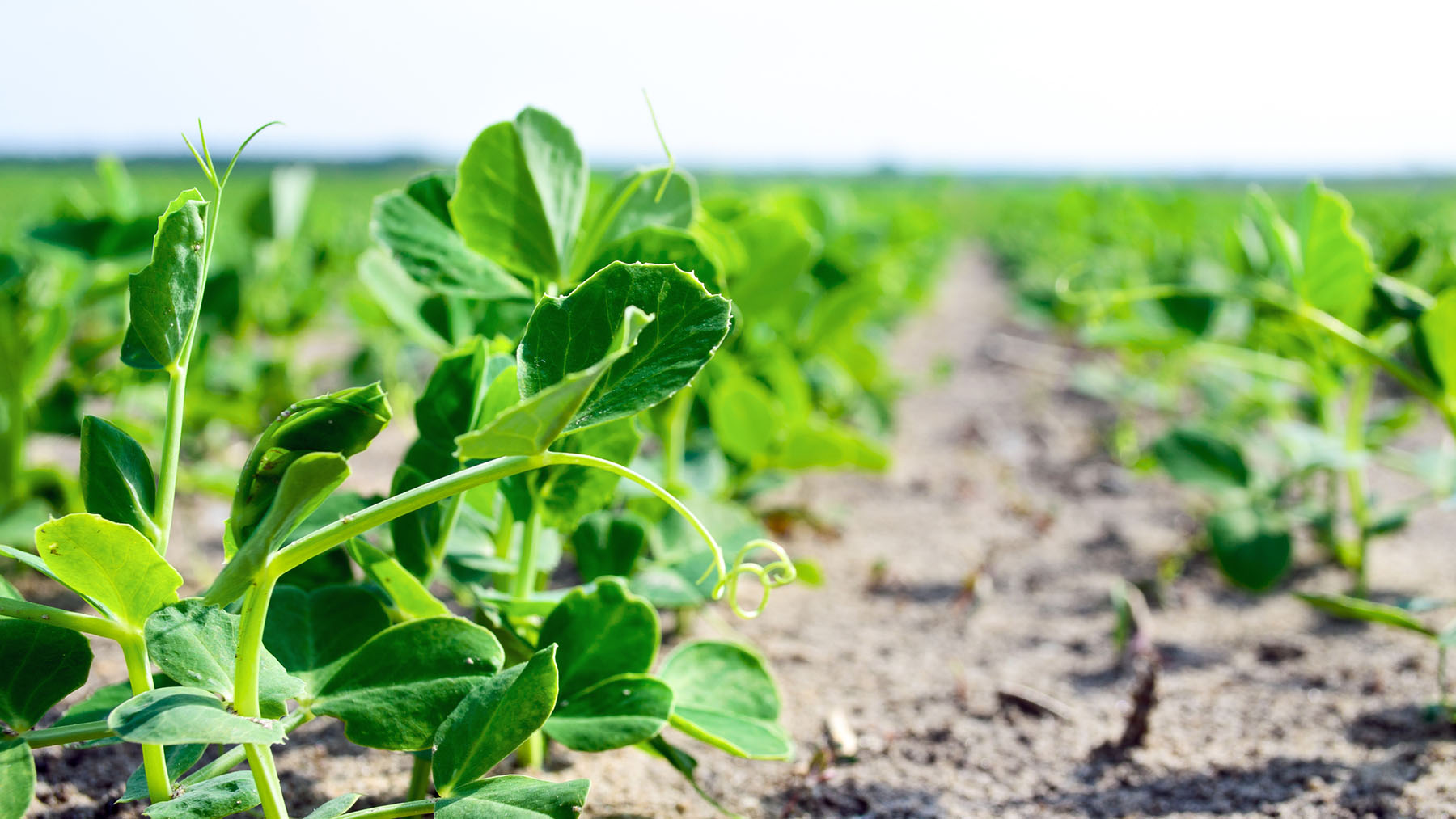 Assessing the land-use potential of alternative proteins