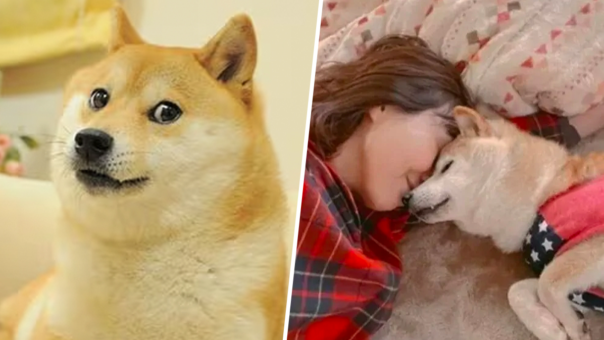 Kabosu Doge Kabosu, The Shiba Inu Dog Behind Viral 'Doge' Meme, Passes