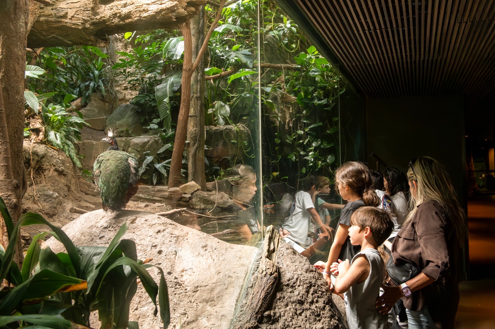 Visitors at the Bronx Zoo observe a bird in its enclosure, showcasing ...