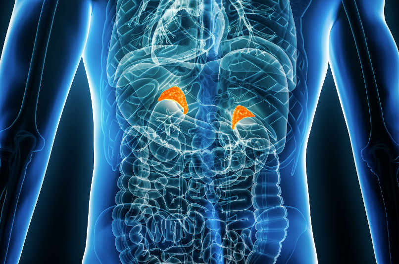 Optimizing Aesthetic Outcomes Through Balance of the Endocrine System