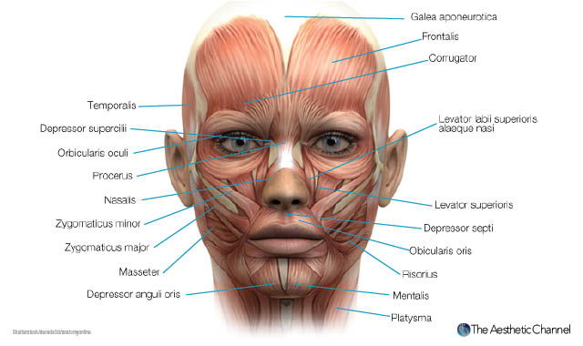 Facial anatomy at-a-glance