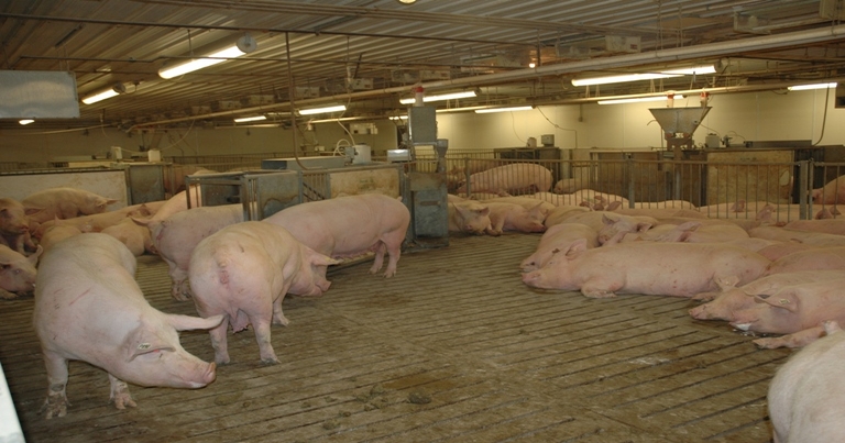 Managing Gestation Sows in Groups