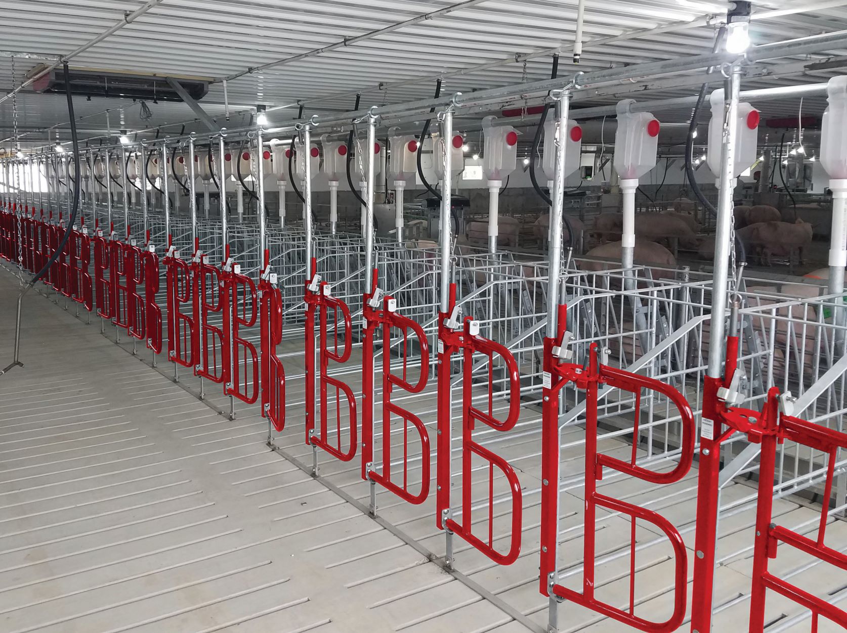 PigTek unveils new SWING-FIX Gestation Stalls