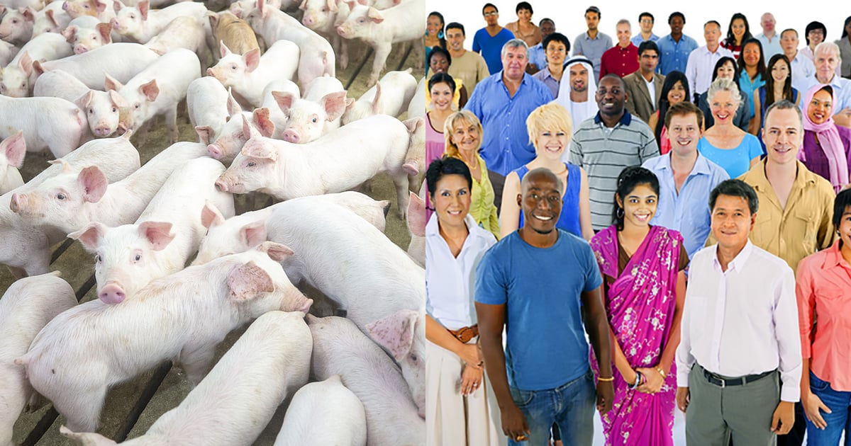 Approach to COVID-19 similar to battling swine pathogens