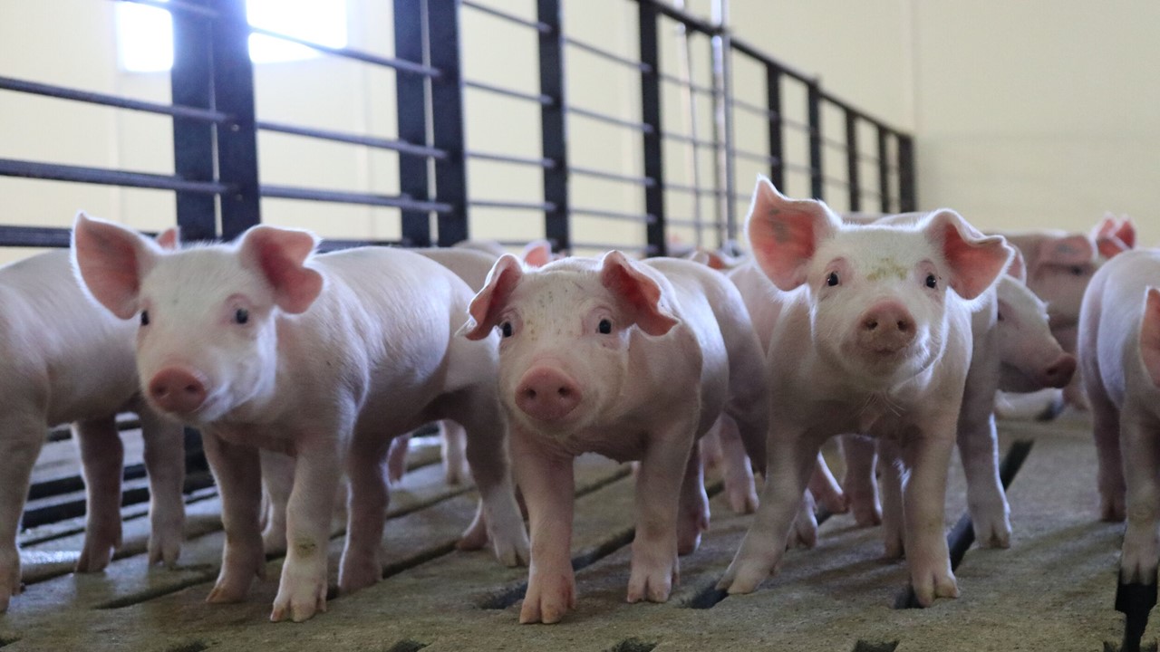 Latest Lean Hogs Prices | National Hog Farmer